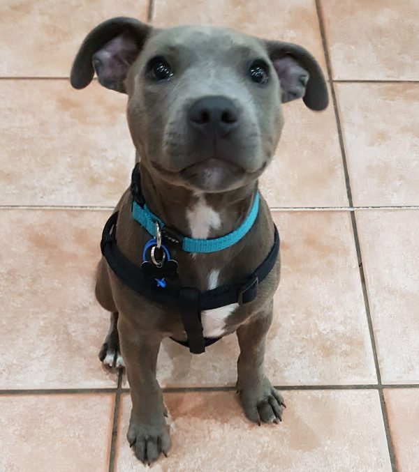 Breed Spotlight: English Staffy | Jordan Dog Training