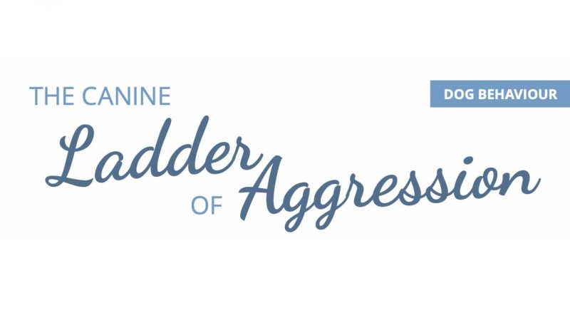Understanding the Canine Ladder of Aggression: Key to Preventing Dog ...