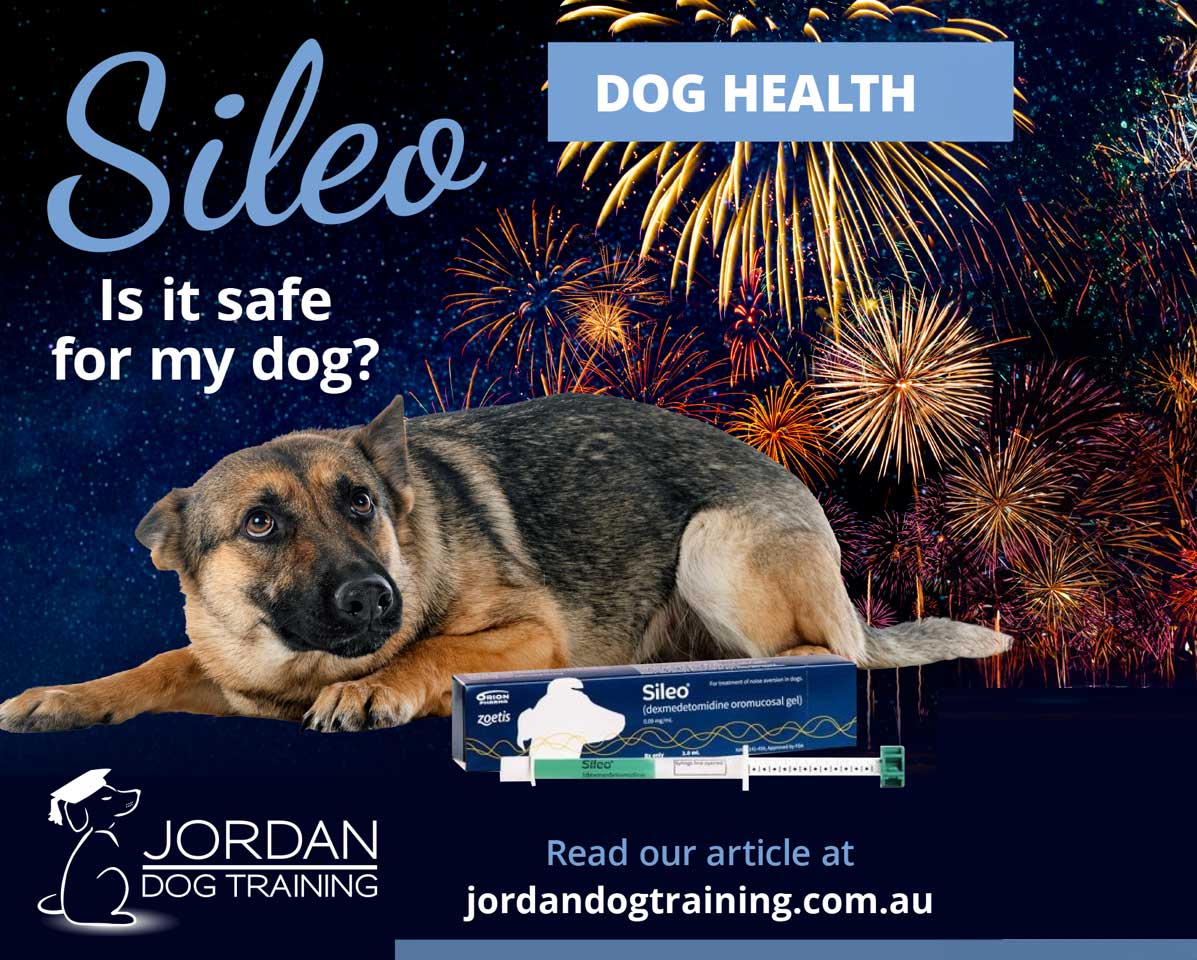 The Innovative Approach to Managing Noise Phobia in Dogs - Jordan Dog ...