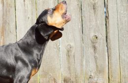What Do Raised Hackles on a Dog Mean? - Jordan Dog Training
