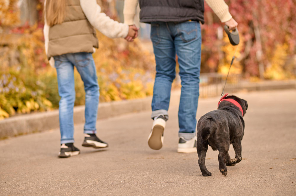 Why Every Dog Needs Regular Walks – And the Power of Decompression ...