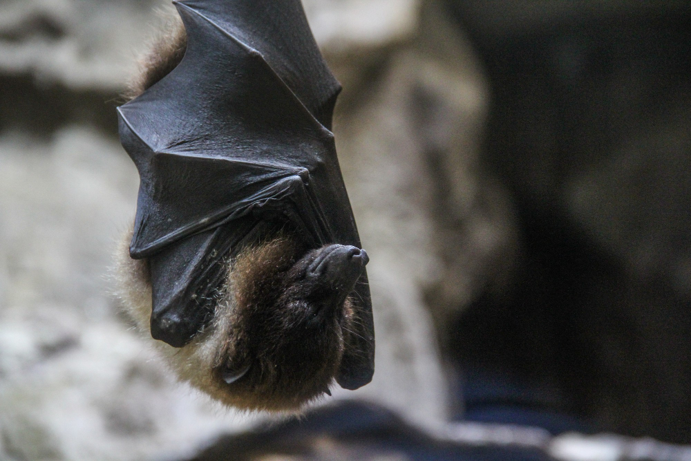 Bat Warning for Dog Owners: Understanding the Risk of Australian Bat ...