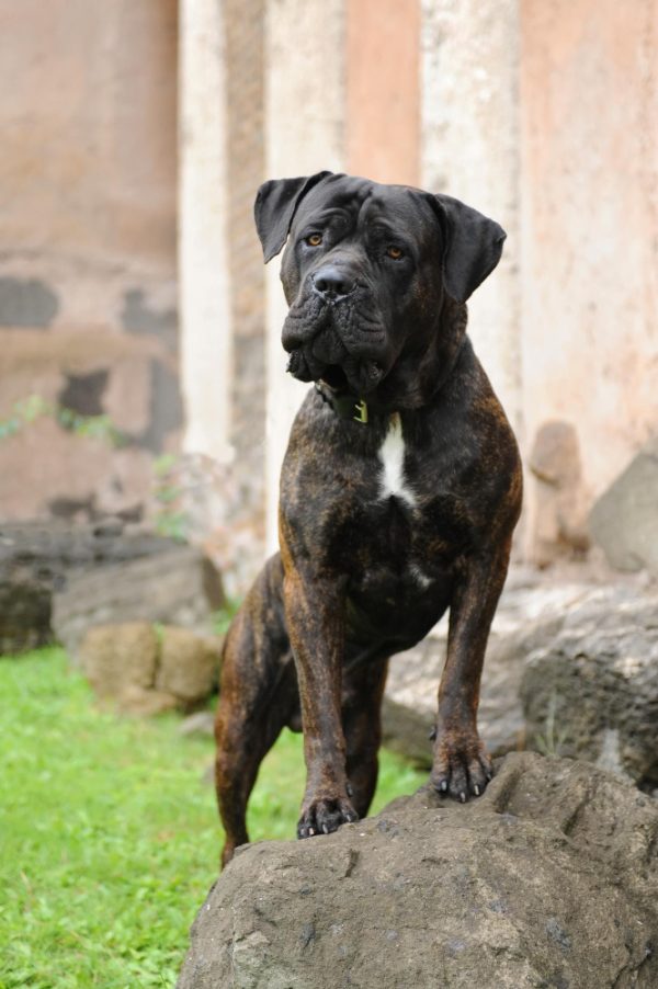 Boerboel Breed Profile - Jordan Dog Training