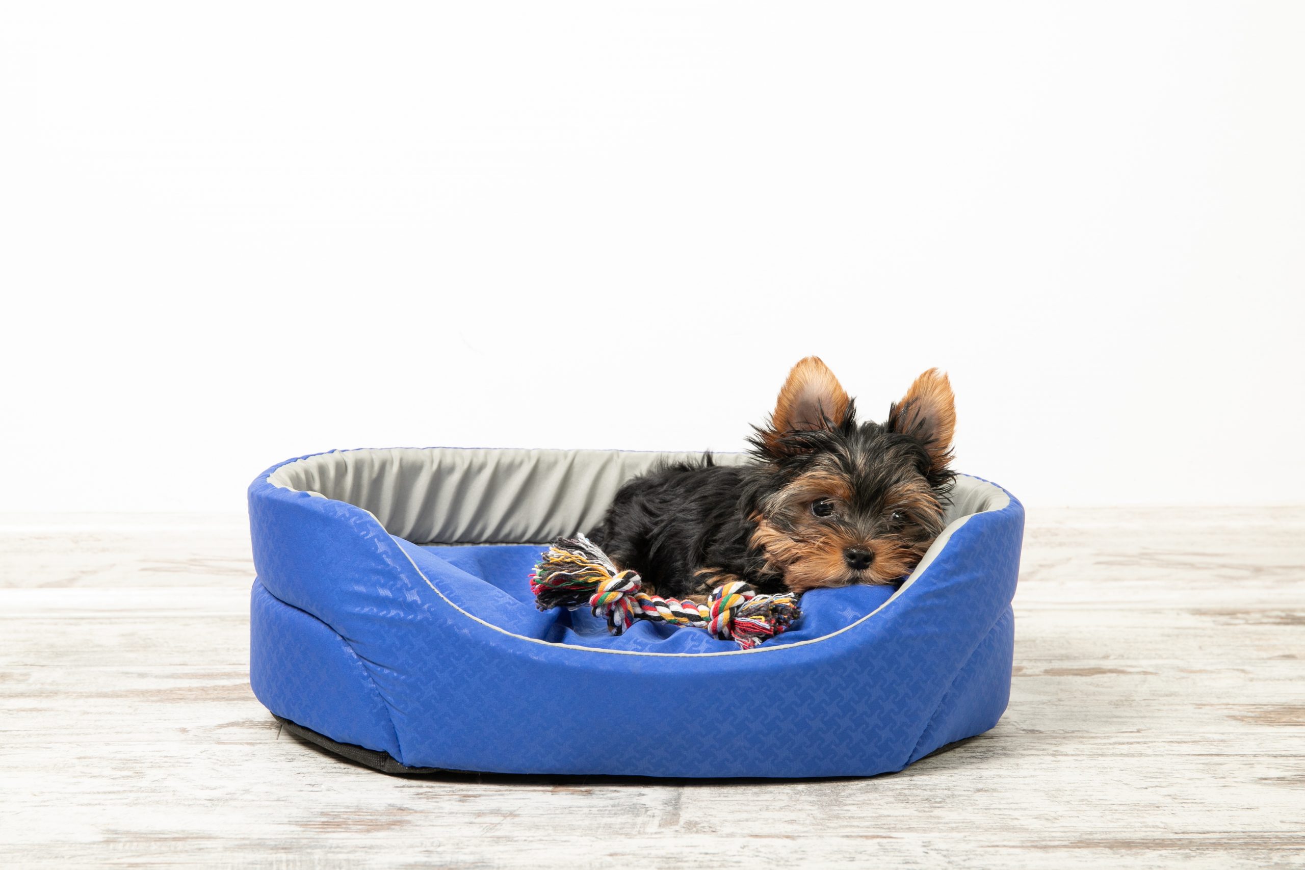 Blue is Best: The Calming Power of Colour for Your Dog - Jordan Dog ...