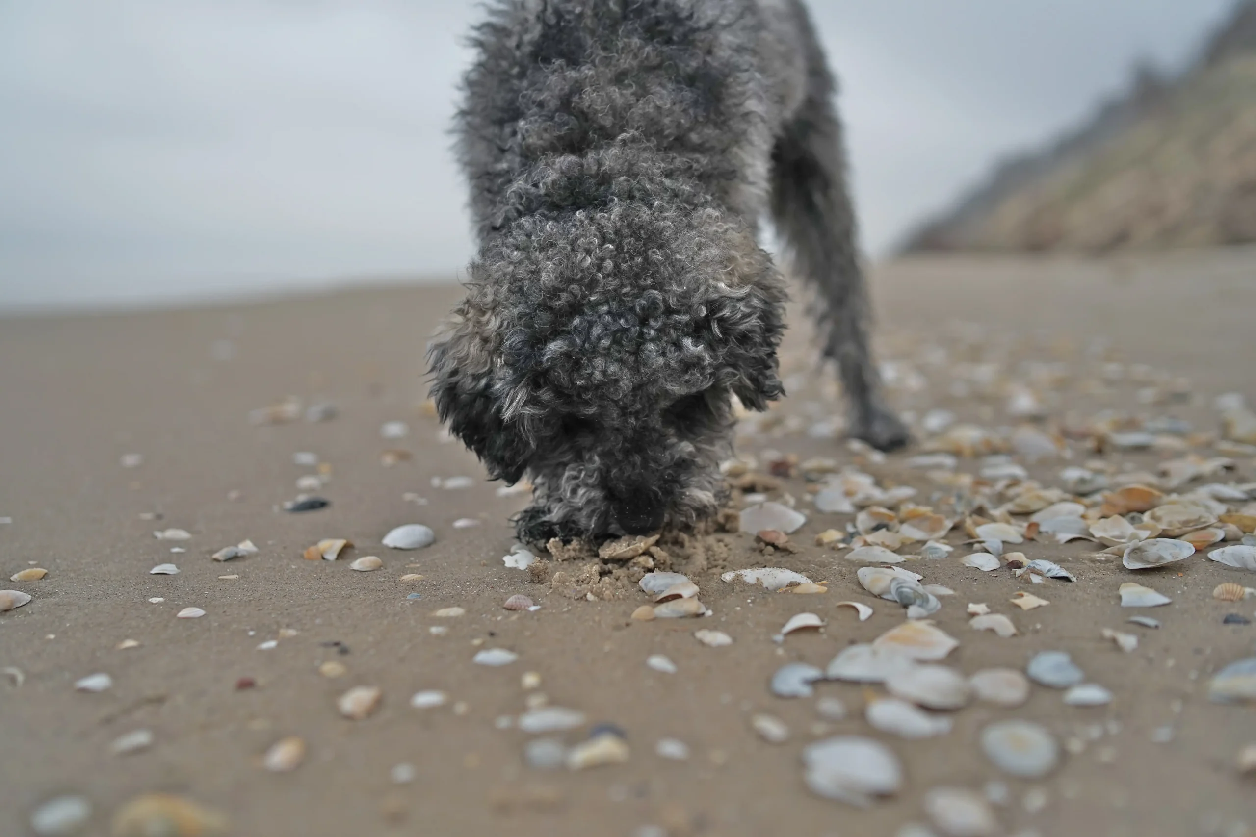 Why Do Dogs Chew or Eat Rocks? Causes, Dangers, and How to Stop It ...