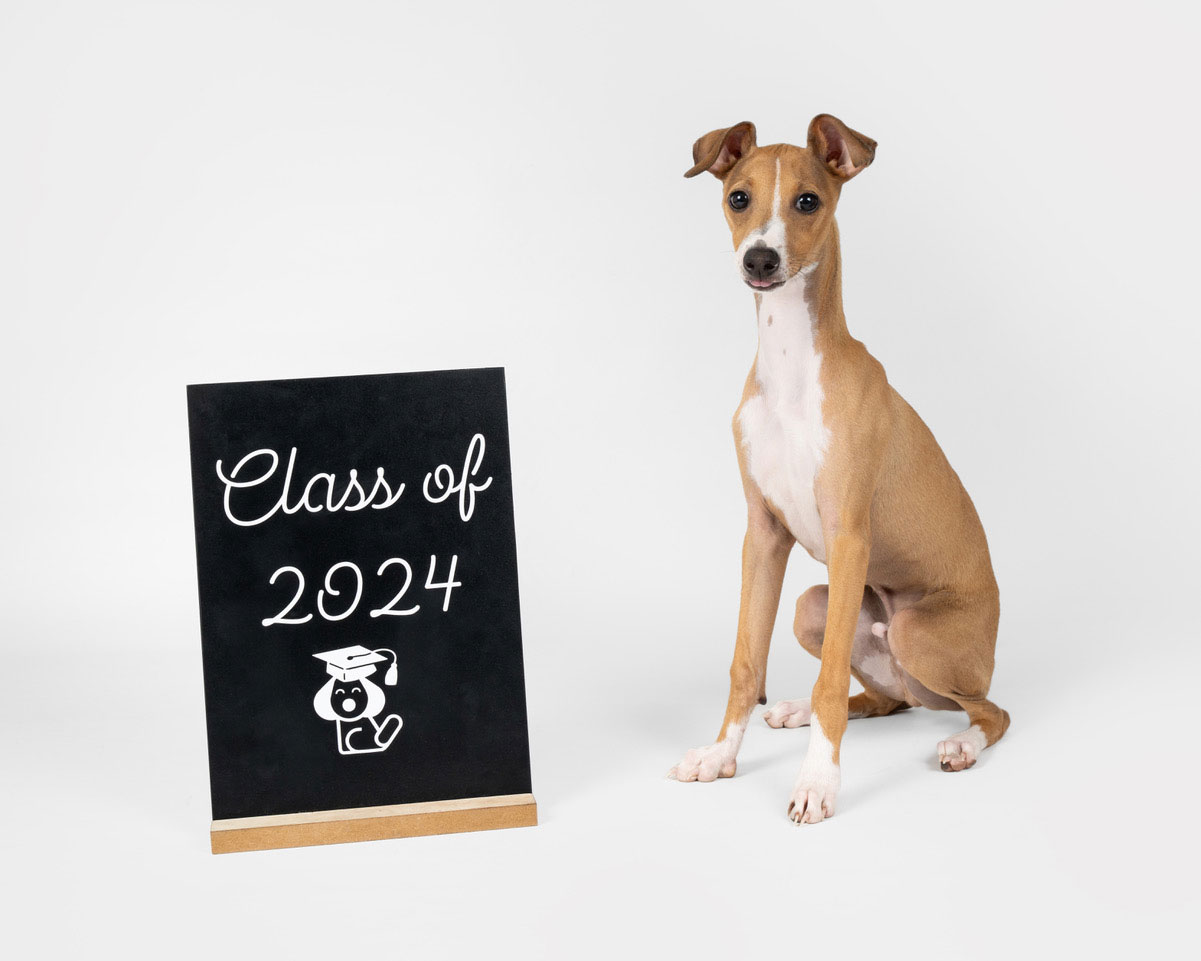 Italian Greyhound: A Comprehensive Breed Profile - Jordan Dog Training